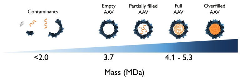 Comparing analytical approaches for AAV characterization (2026) - Refeyn