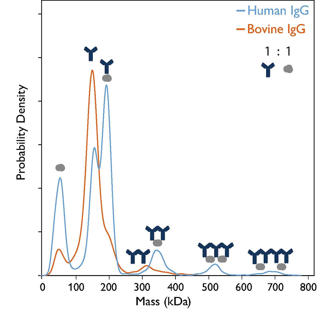 Mass photometry protein interactions - Refeyn