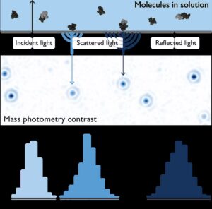 Tech notes basics of mass photometry - Refeyn