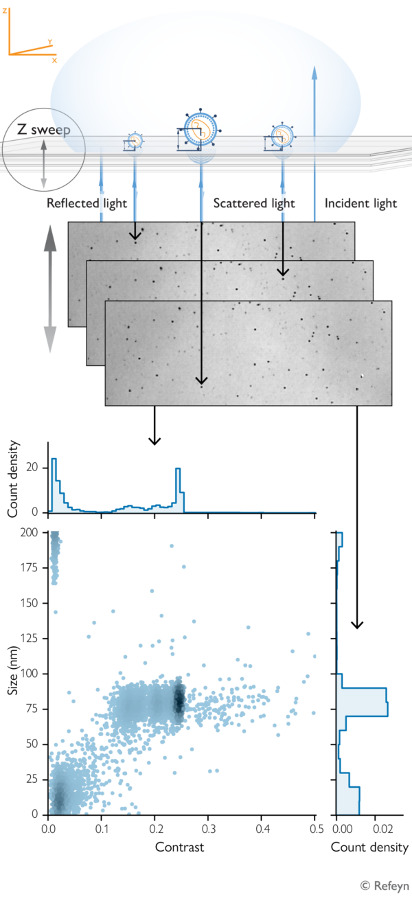 Macro Mass Photometry - Refeyn